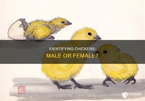 Identifying Chickens Male Or Female Cychicken