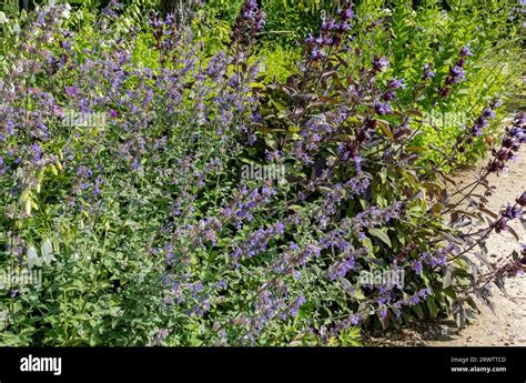 Purple Sage Salvia Officinalis Purpurea And Nepeta Catnip Flowers