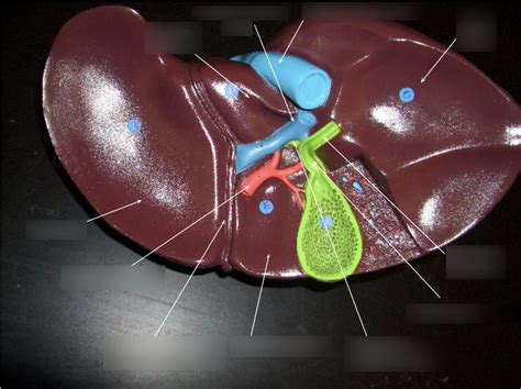 Liver Model 3 Diagram Quizlet