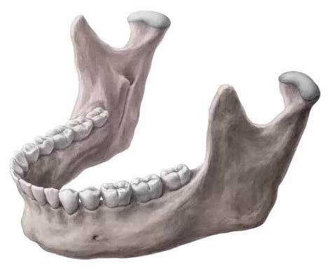 Biol 2401 Lab 2 Practical Exam Mandible Diagram Quizlet