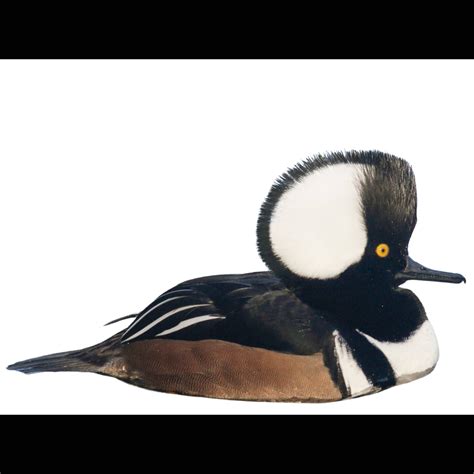 Hooded Merganser Lophodytes Cucullatus Identification Birda