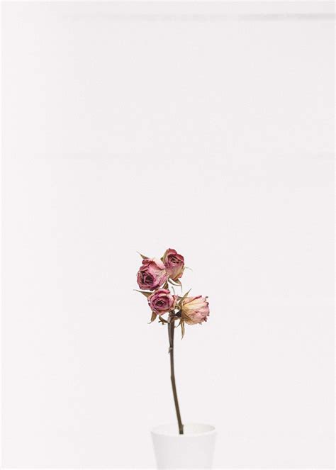 Wilted Flowers Wallpapers Wallpaper Cave