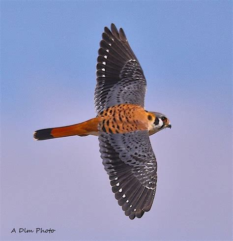 American Kestrel Bird In Flight