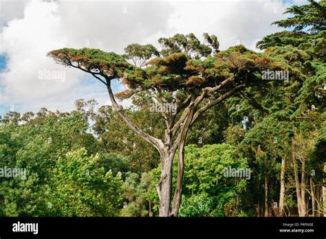 Umbrella Pine Tree Seeds Italian Stone Pine Pinus Pinea Seeds 35