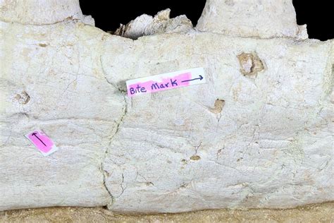 Massive 25 Mosasaur Prognathodon Jaw With Huge Bite Mark 77913