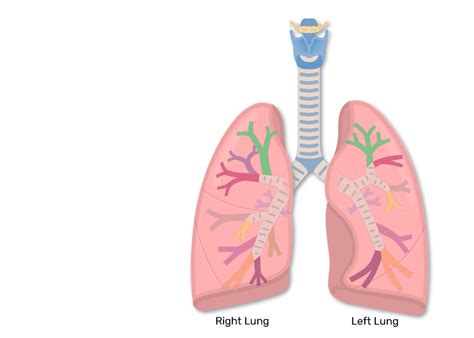 Bronchopulmonary Segments Of The Lungs Lung Segments 46 Off