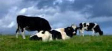 La Leche De Vaca Consumer