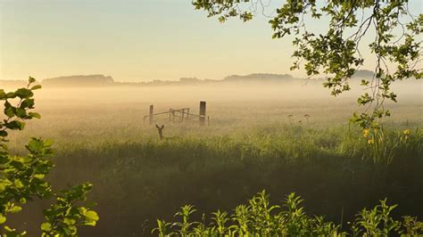 Waarschijnlijk Heeft U Ze Al Wel Eens Gezien Op Het Landgoed Of De