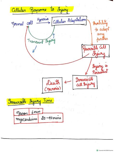 General Pathology Cell Injury Calcification Inflammation Pdf
