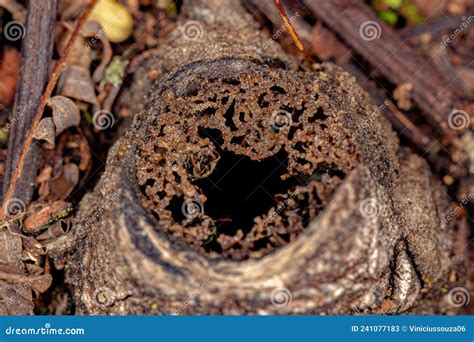 Adult Stingless Bee Stock Image Image Of Spring Stingless 241077183