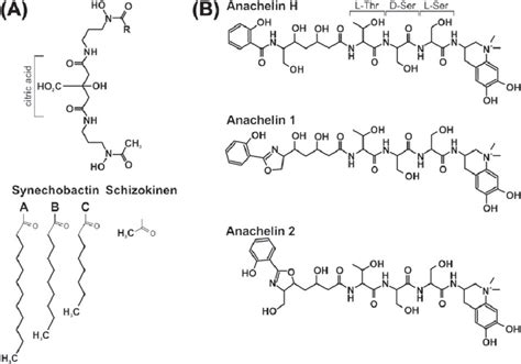 3 Siderophore Structures Download Scientific Diagram