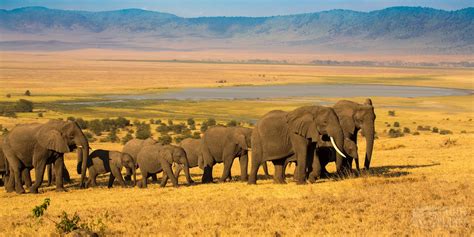 Ngorongoro Crater Wildlife