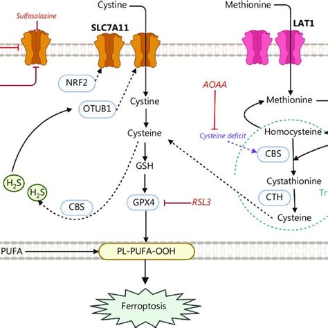 The Transsulfuration Pathway Is A Powerful Default Pathway Maintaining Download Scientific