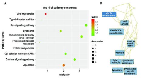 degs pathway analysis showed that they were associated with