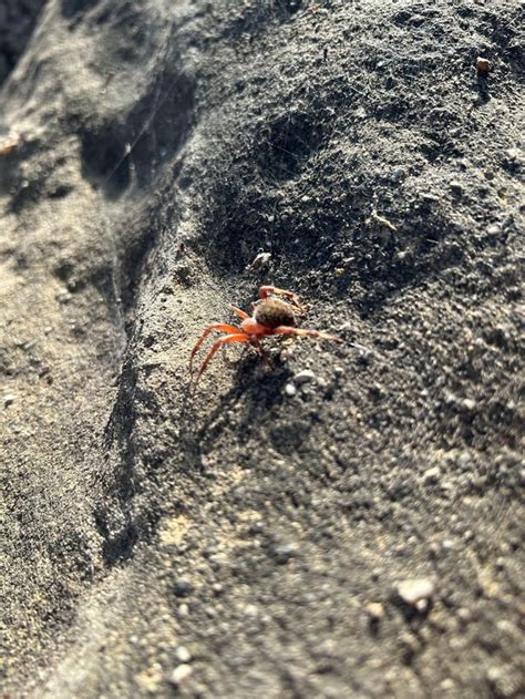 Pretty Spider I Saw What Kind Is It R Spiders