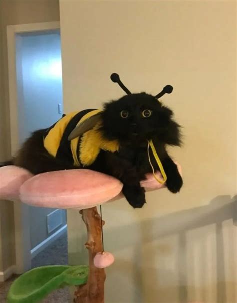 Bee Kitty Cute Cats Cool Cats Best Cat Memes