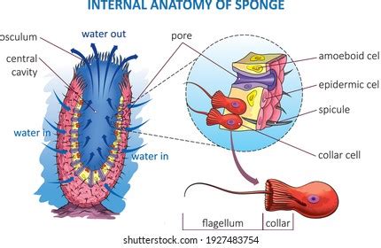 Sea Sponge Morphological Diagram With Label