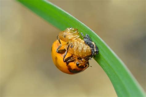 Premium Photo Close Up Of Insect And Its Molting Skin On Leaf