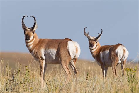 Pronghorn Images Pics Photos And Pictures Of Antelope Antelope