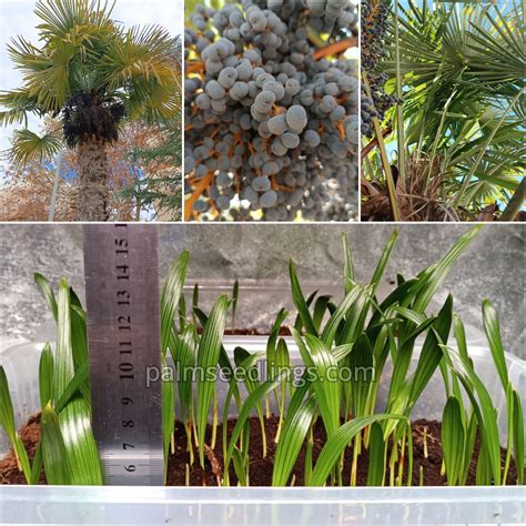Trachycarpus Fortunei Seedlings For Sale