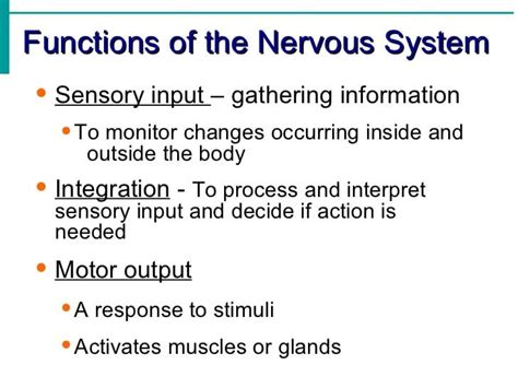 Nervous System Notes Artofit
