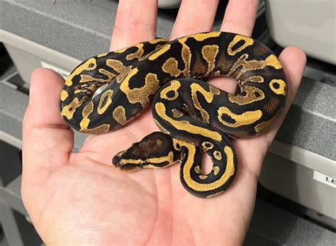 Specteryb Het Clown Ball Python By The Serpent Chamber