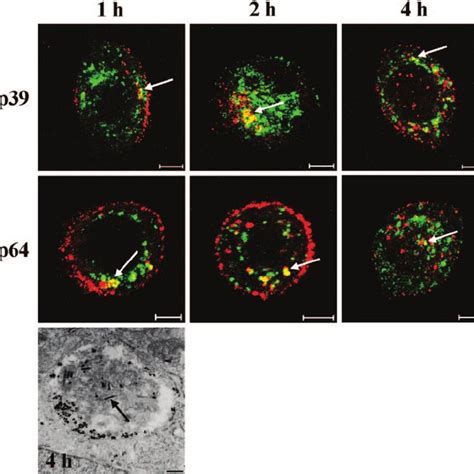 Baculovirus Entry In Hepg2 Cells Analyzed By Electron Microscopy A Download Scientific