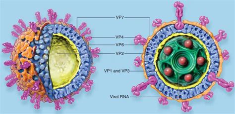 Rotavirus Structure Structural Insights Into Rotavirus Entry