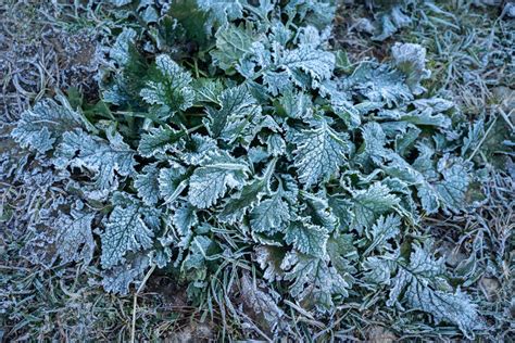 Signs Of Frost Damage On Plants
