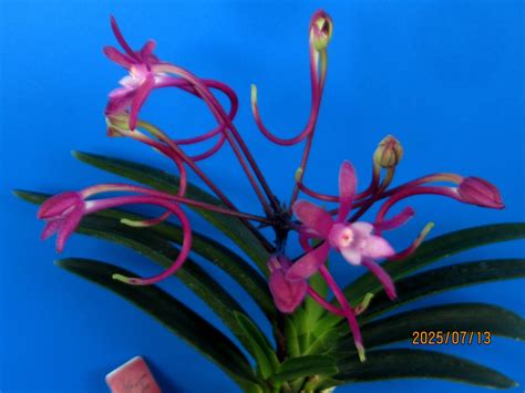 今年も咲き始めました【紅 燕】 Ranja Ponpoko 47のブログ