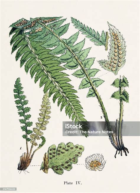 Vintage Fern Illustration Botanical Art From A Book Published In London