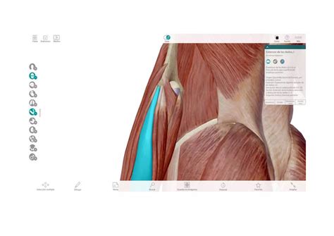 MÚsculos EpicondÍleos Y Epitroclearesdocx