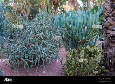 An Abundance Of Exotic And Rare Cactus Varieties In This Stunning