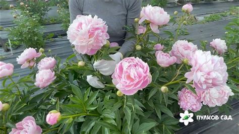 Mrs Franklin D Roosevelt peony. Мисс Франклин Д. Рузвельт пион. Пулков ...