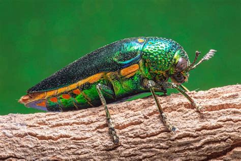 Macro Shot Of A Jewel Beetles Buprestidae Bokeh On A Wood Against