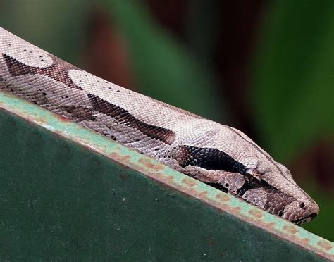 Whats The Difference Between Pythons And Anacondas AllDifferences