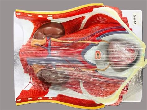 Dual Sex Urinary System Medstore