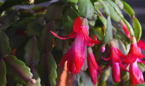 Easter Cactus Vs Christmas Cactus Is There A Difference A Z Animals