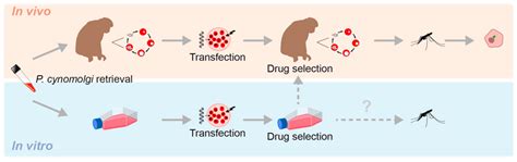 Pathogens Free Full Text Transfection Models To Investigate