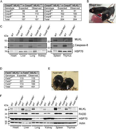 The Pseudokinase Mlkl And The Kinase Ripk3 Have Distinct Roles In