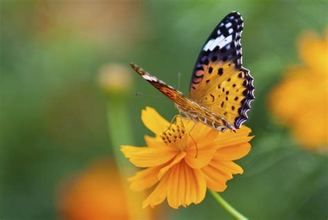 Flutter Attraction Bring Butterflies To Your Garden Ambius Uk