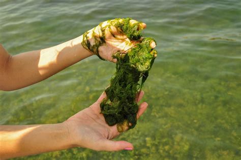 Is Algae Good For You