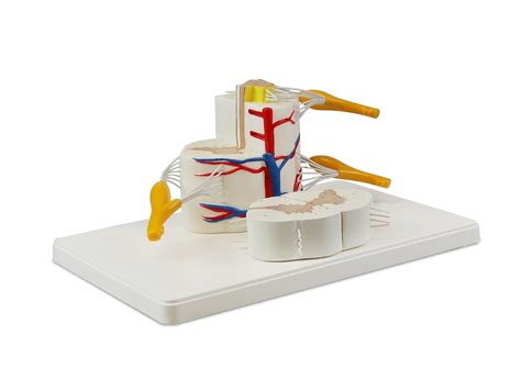 Vision Scientific Vav263 Medical Cross Section Australia Ubuy