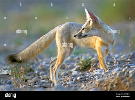 Kit Fox In Arizona At Alex Grey Blog