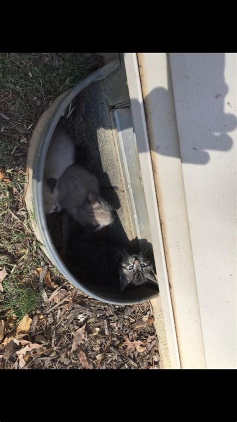 Stray Void Mama And Her Non Void Babies Rblackcats