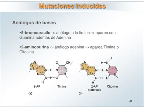 Ppt Mutación Reparación Y Recombinación Powerpoint Presentation
