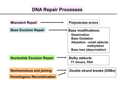 Nucleotide Excision Repair