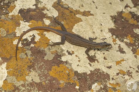 Platysaurus Relictus Soutpansberg Flat Lizard — Nicolau Ecology