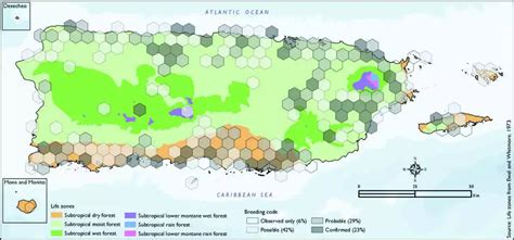 Birds Of Puerto Rico