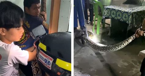 Extraschicht Für Schlangenfänger Netzpython Macht Es Sich In Decke